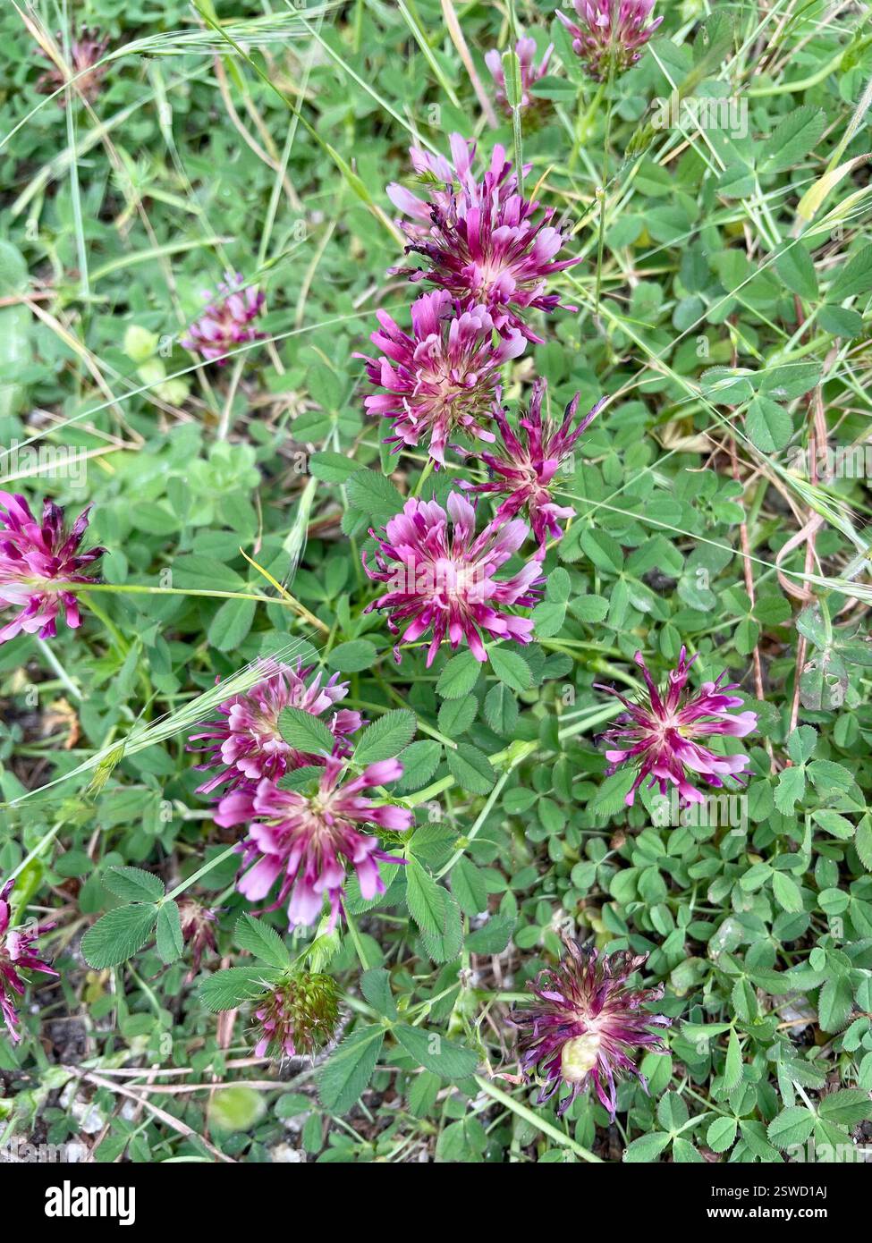 springbank clover (Trifolium wormskioldii), Plantae, Del Monte Park ...