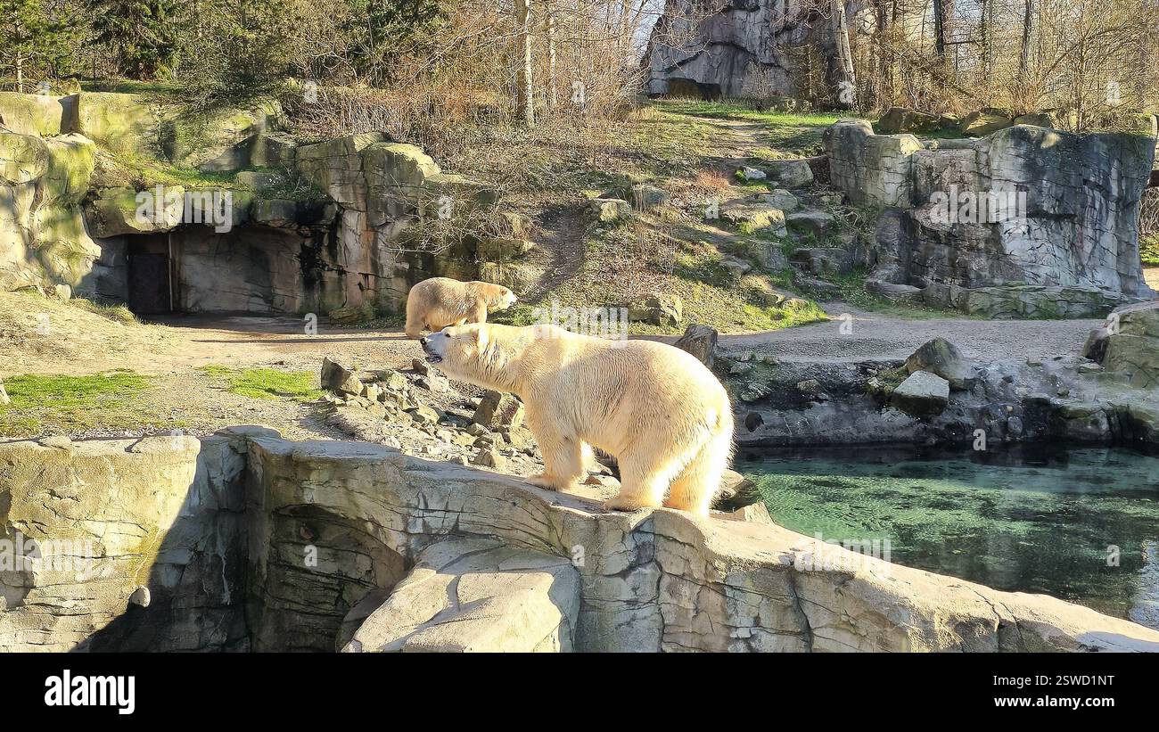 Two polar bears are joyfully exploring rocky terrain near water ...