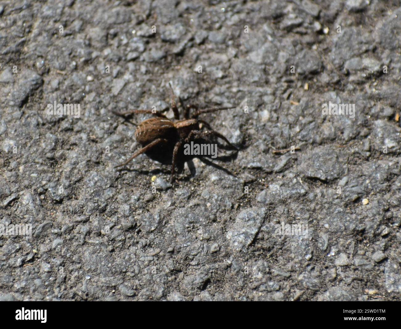 Common Fox Spider (Alopecosa pulverulenta), Arachnida, Woodhouse Moor ...