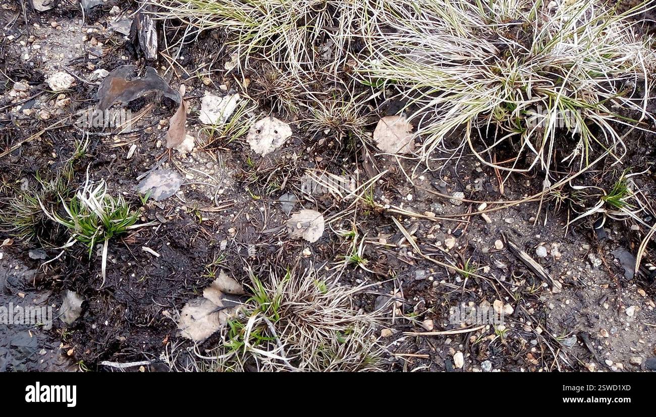 Frogs and Toads (Anura), Amphibia, 3855 Treungen, Norway Stock Photo ...