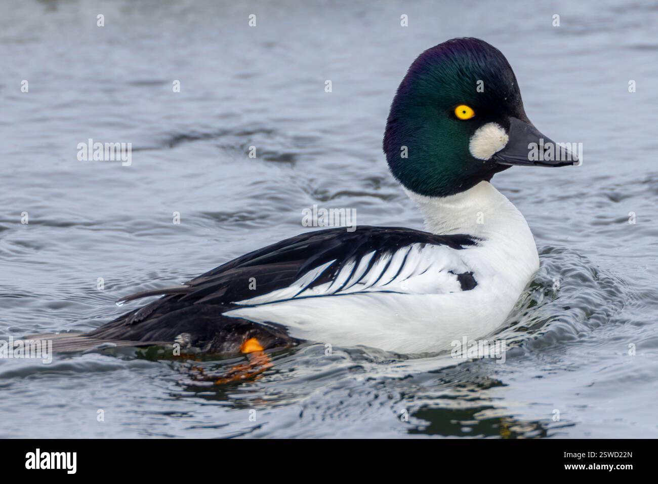 A Common Goldeneye male in winter Stock Photo - Alamy