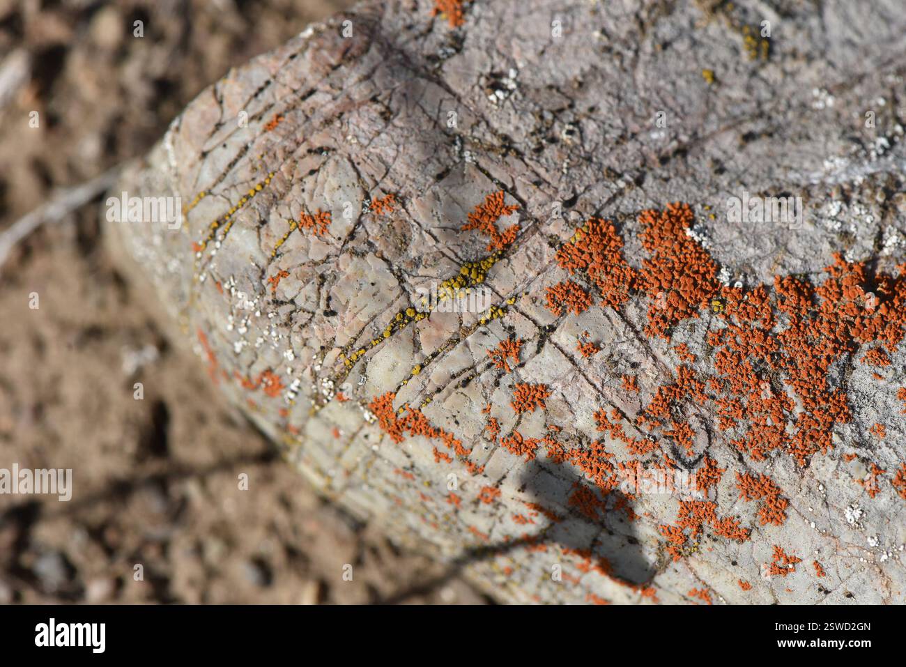 Map Lichens (Rhizocarpon), Fungi, Thompson-Nicola, BC, Canada Stock ...