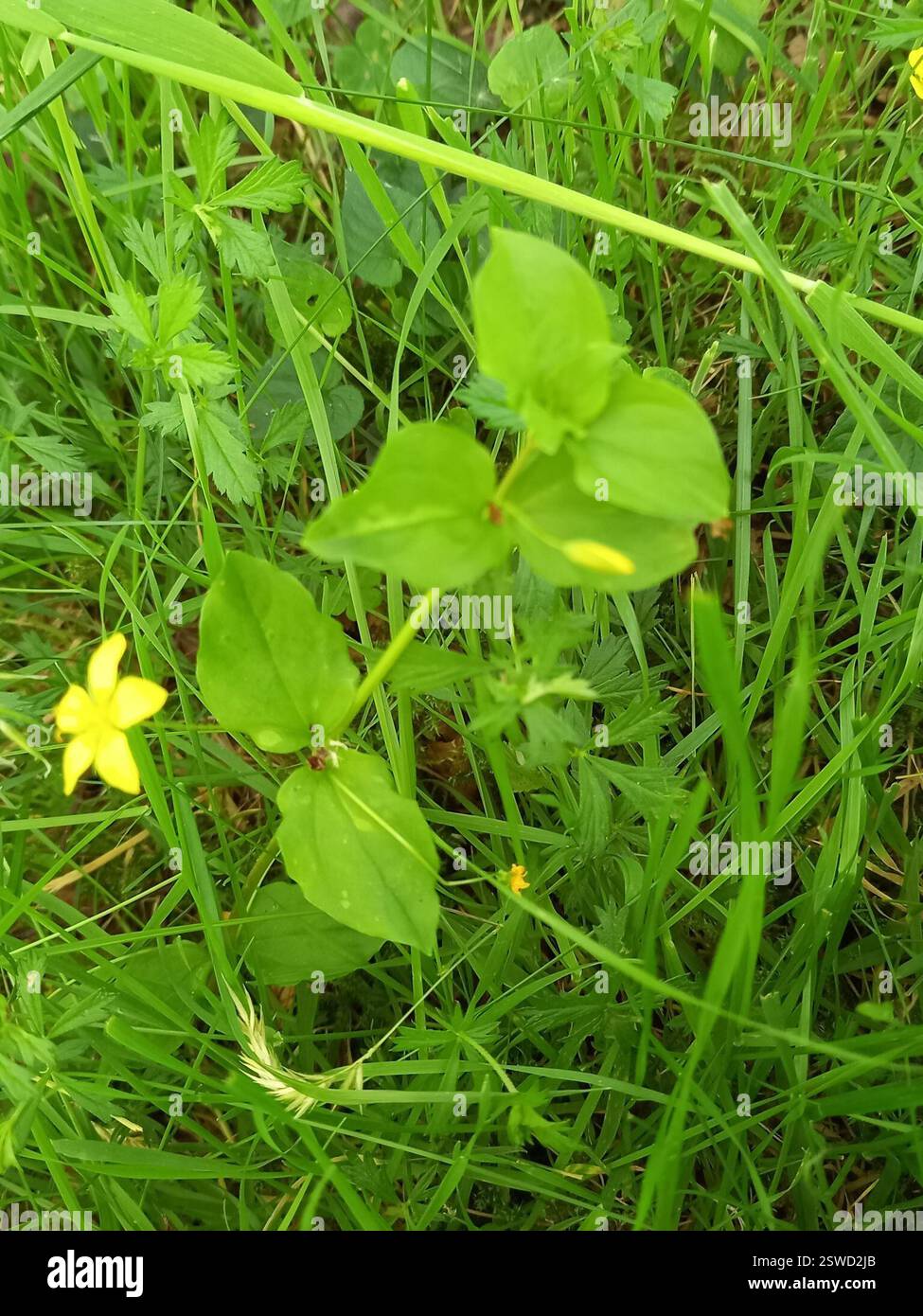 Yellow Pimpernel (Lysimachia nemorum), Plantae, Kilchoan, Acharacle ...