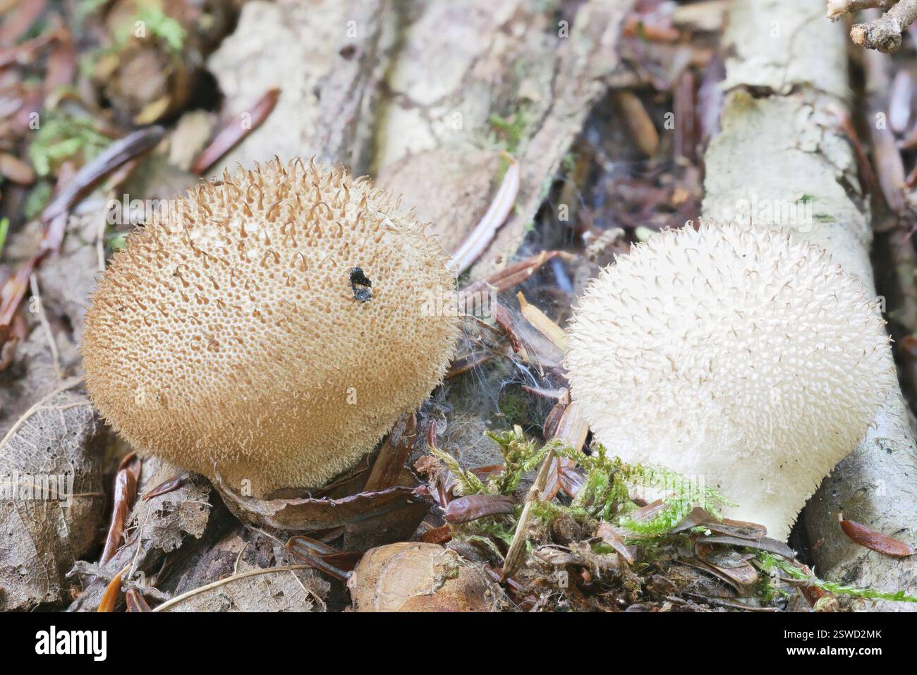 Curtis's Puffball (Lycoperdon curtisii), Fungi, Stony Brook State Park ...