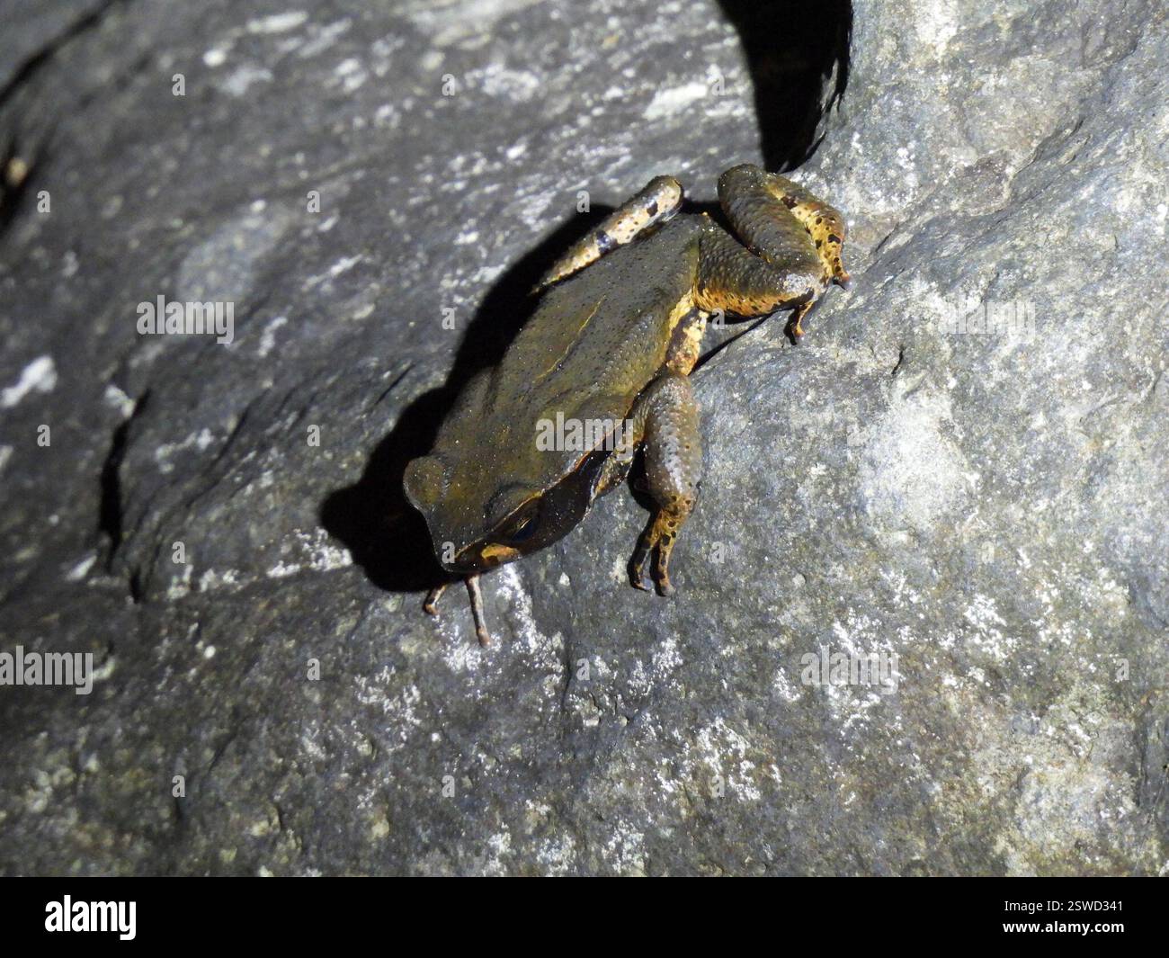 Leaf Litter Toad (Rhaebo haematiticus), Amphibia, Anton Valley, Panama ...