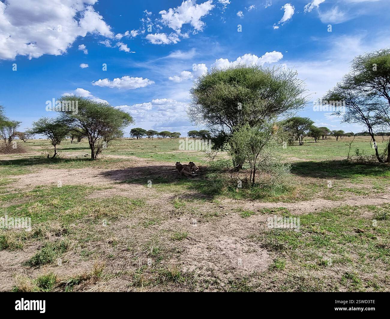 A Beautiful and Serene African Landscape Featuring Iconic Acacia Trees ...