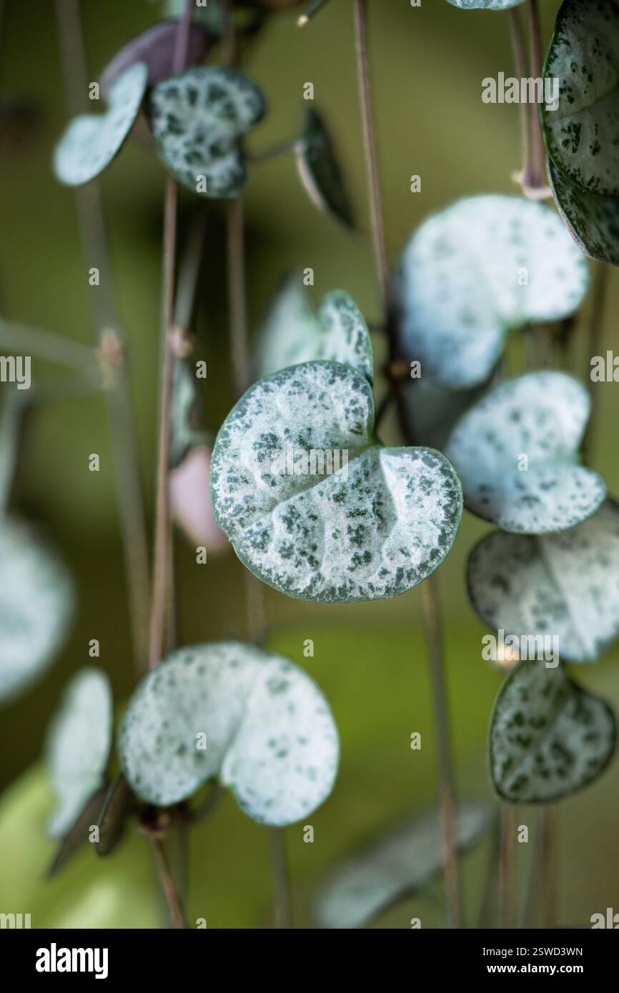 Ceropegia Woodii houseplant with long heart shaped leaves closeup ...
