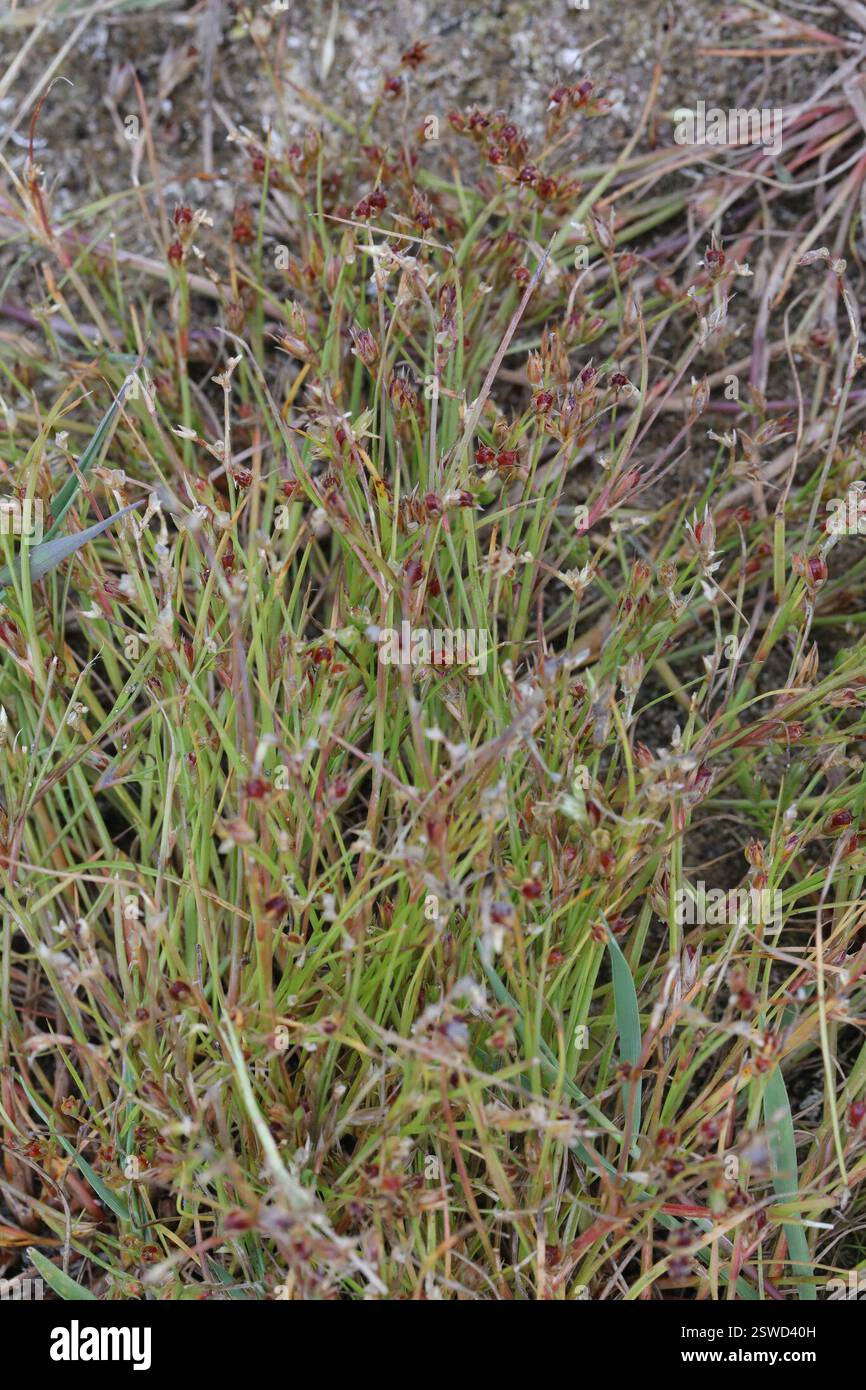 Toad rush (Juncus bufonius), Plantae, Spike Island, Lower Church Street ...