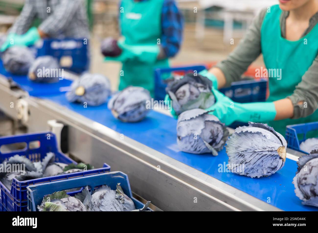 Fresh red cabbage running on belt of sorting line in agricultural ...
