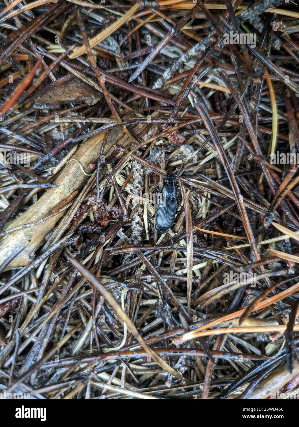 Rain Beetle (Pterostichus melanarius), Insecta, Cypress County, AB ...
