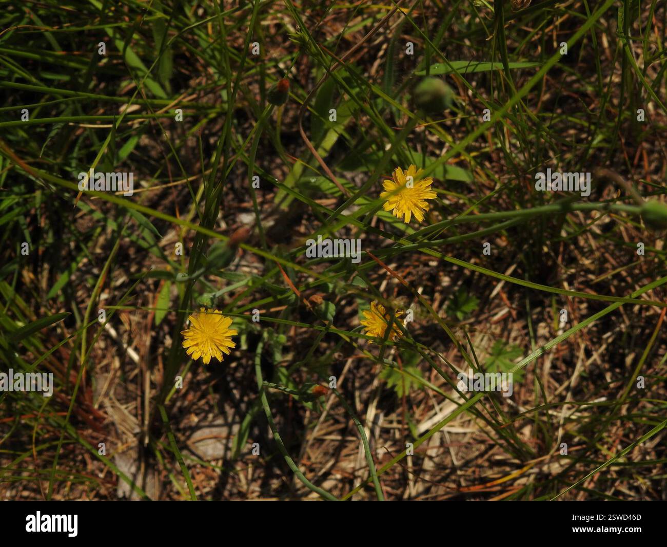 Virginia dwarfdandelion (Krigia virginica), Plantae, Swanzey, NH, USA ...