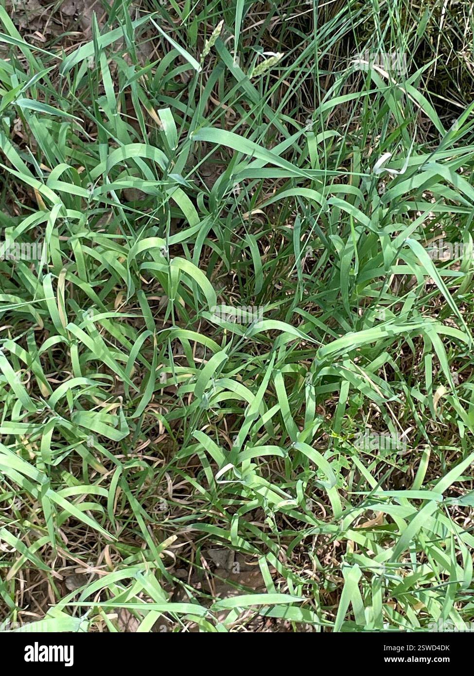 (Holcus), Plantae, Utrechtse Heuvelrug National Park, Leersum, Utrecht ...