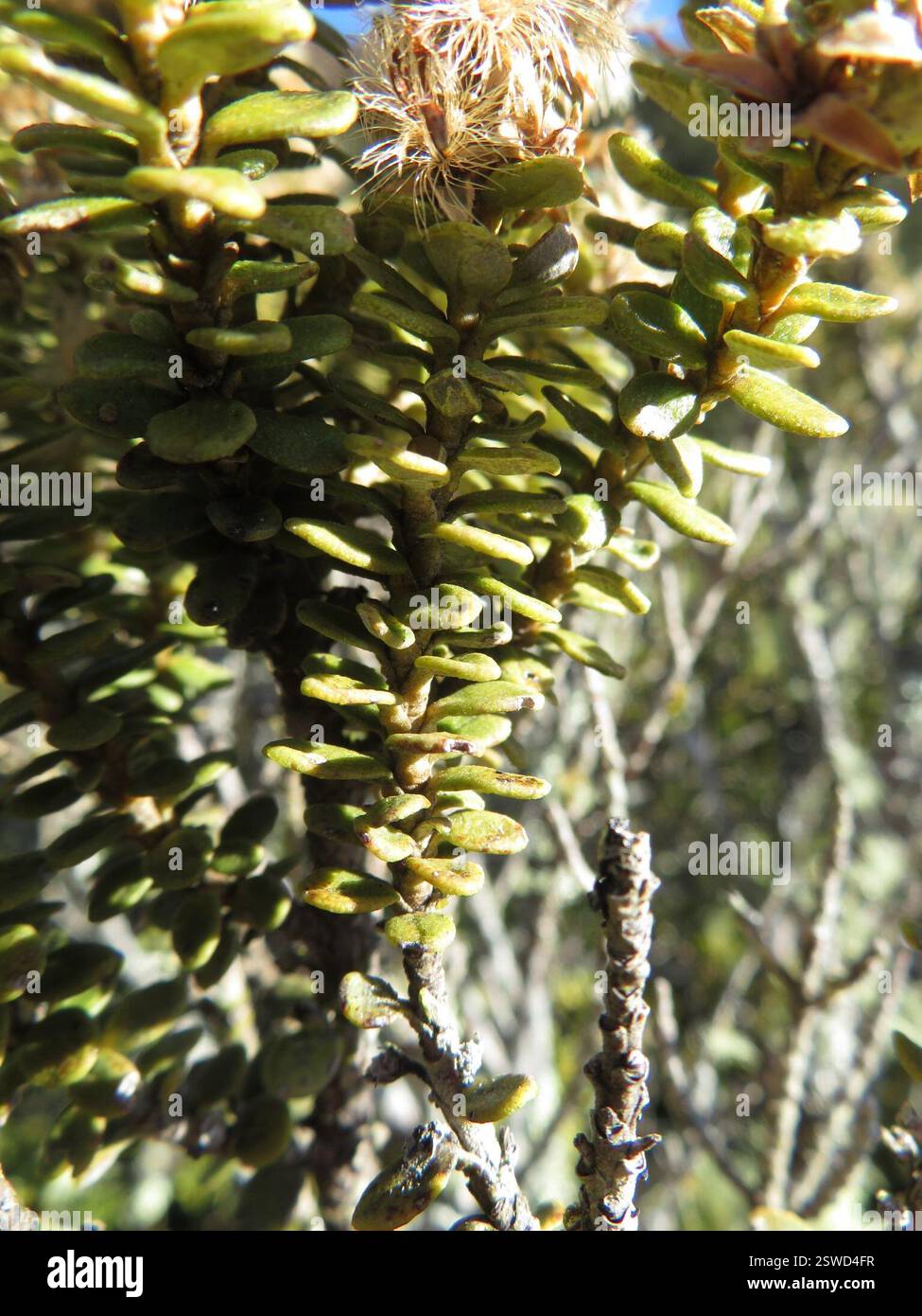 (Olearia nummulariifolia), Plantae, Silica Rapids Stock Photo - Alamy
