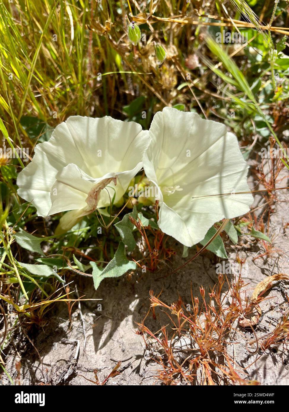 Hillside False Bindweed (Calystegia subacaulis), Plantae, Toro County ...