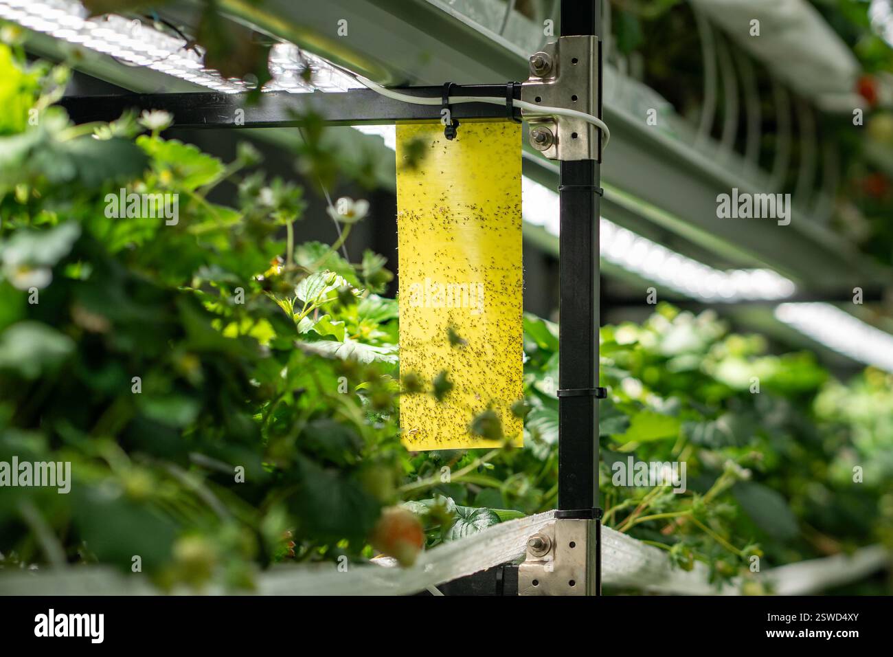 Strawberry seedlings grow on special shelves in nutrient soil. Sticky ...