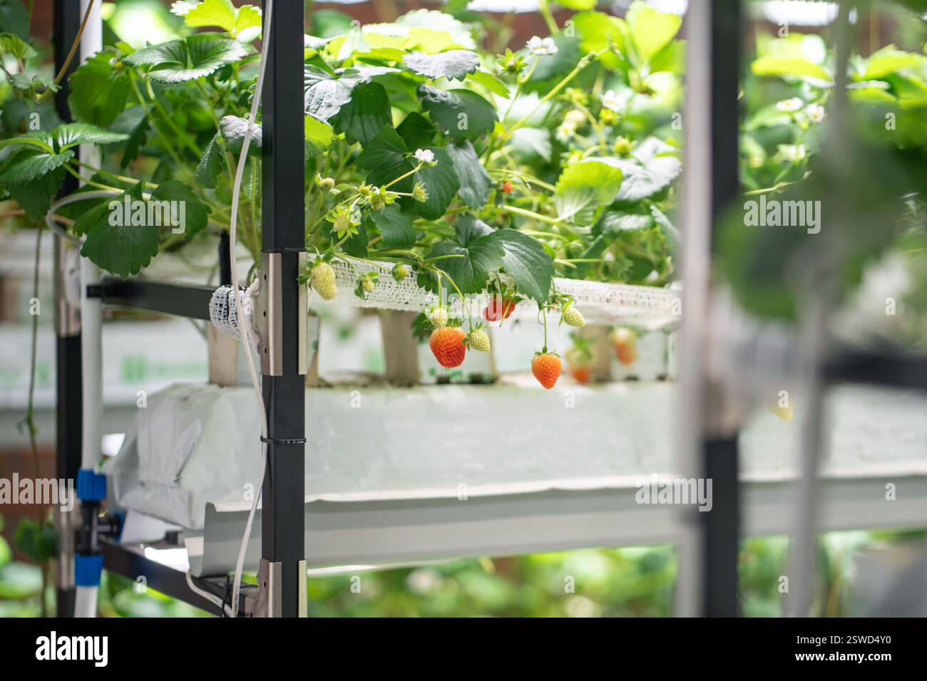 Strawberries grown under artificial light on shelves in indoor ...