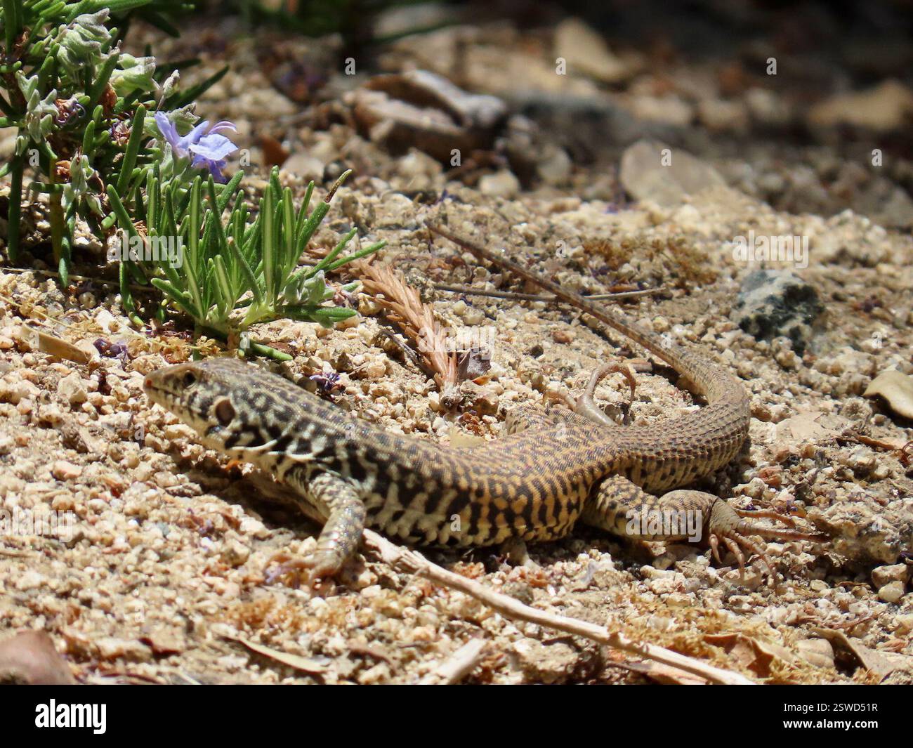 Western whiptail lizard hi-res stock photography and images - Alamy