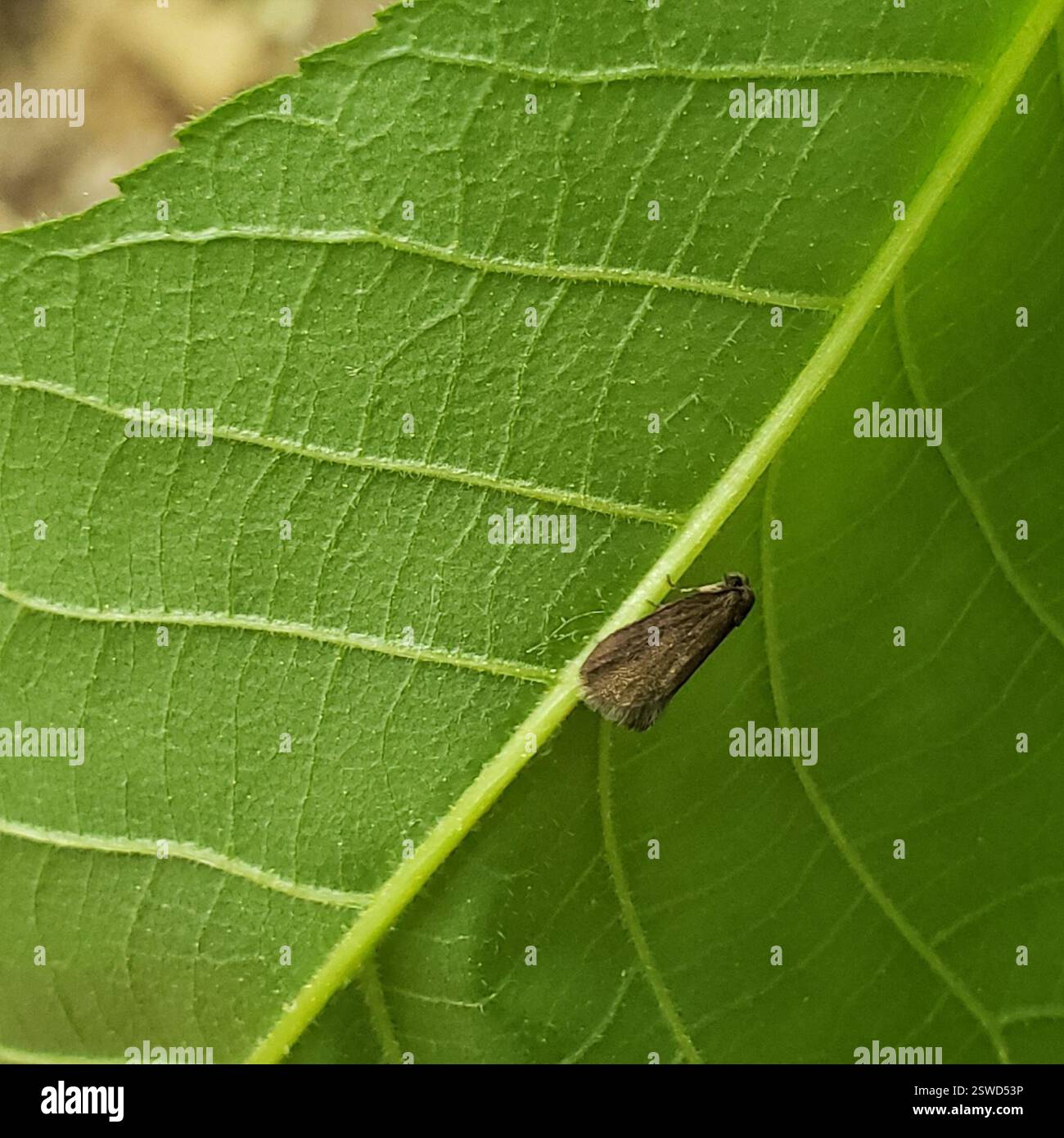 Common Bagworm Moth (Psyche casta), Insecta, Lexington, MA 02420, USA ...