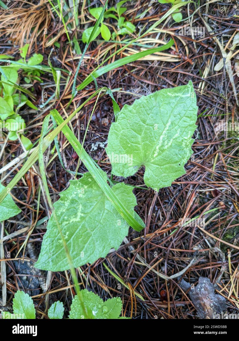 Insects (Insecta), Insecta, Cypress County, AB, Canada, For the ...