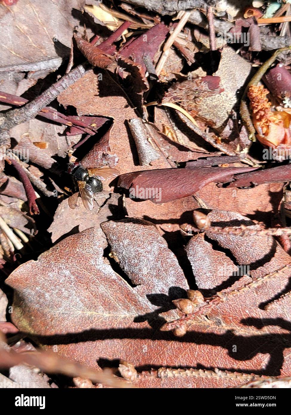 Bot Flies, Blow Flies, and Allies (Oestroidea), Insecta, Upper Stevens ...