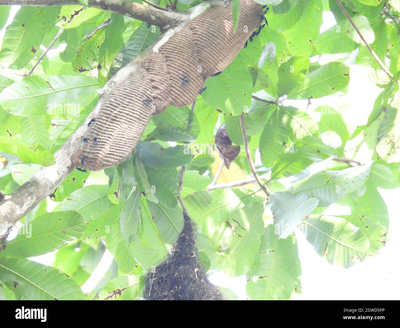 Northern Warrior Wasp (Synoeca septentrionalis), Insecta, Panama Stock ...