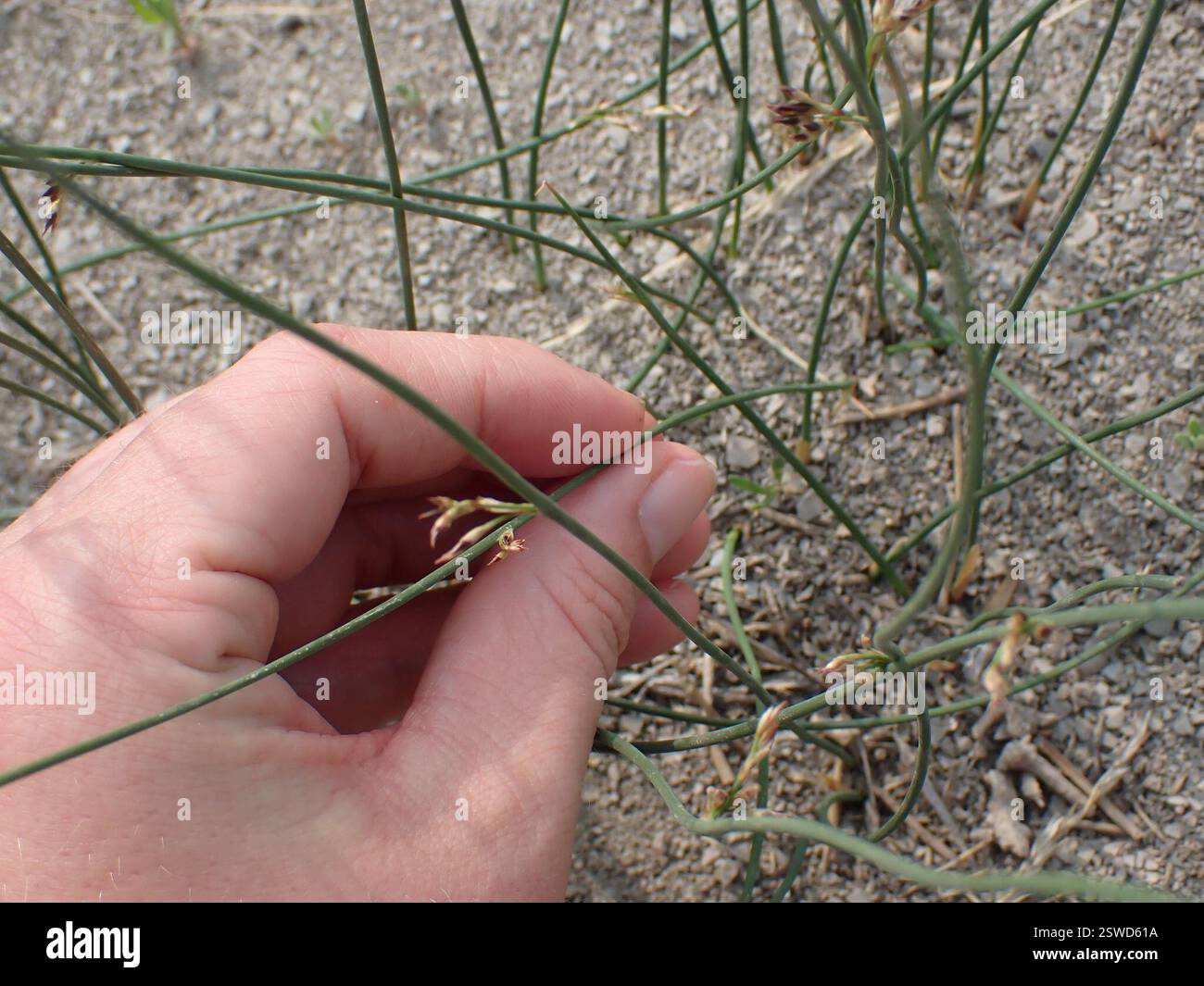 Baltic Rush (Juncus balticus), Plantae, Division No. 4, CA-SK, CA Stock ...