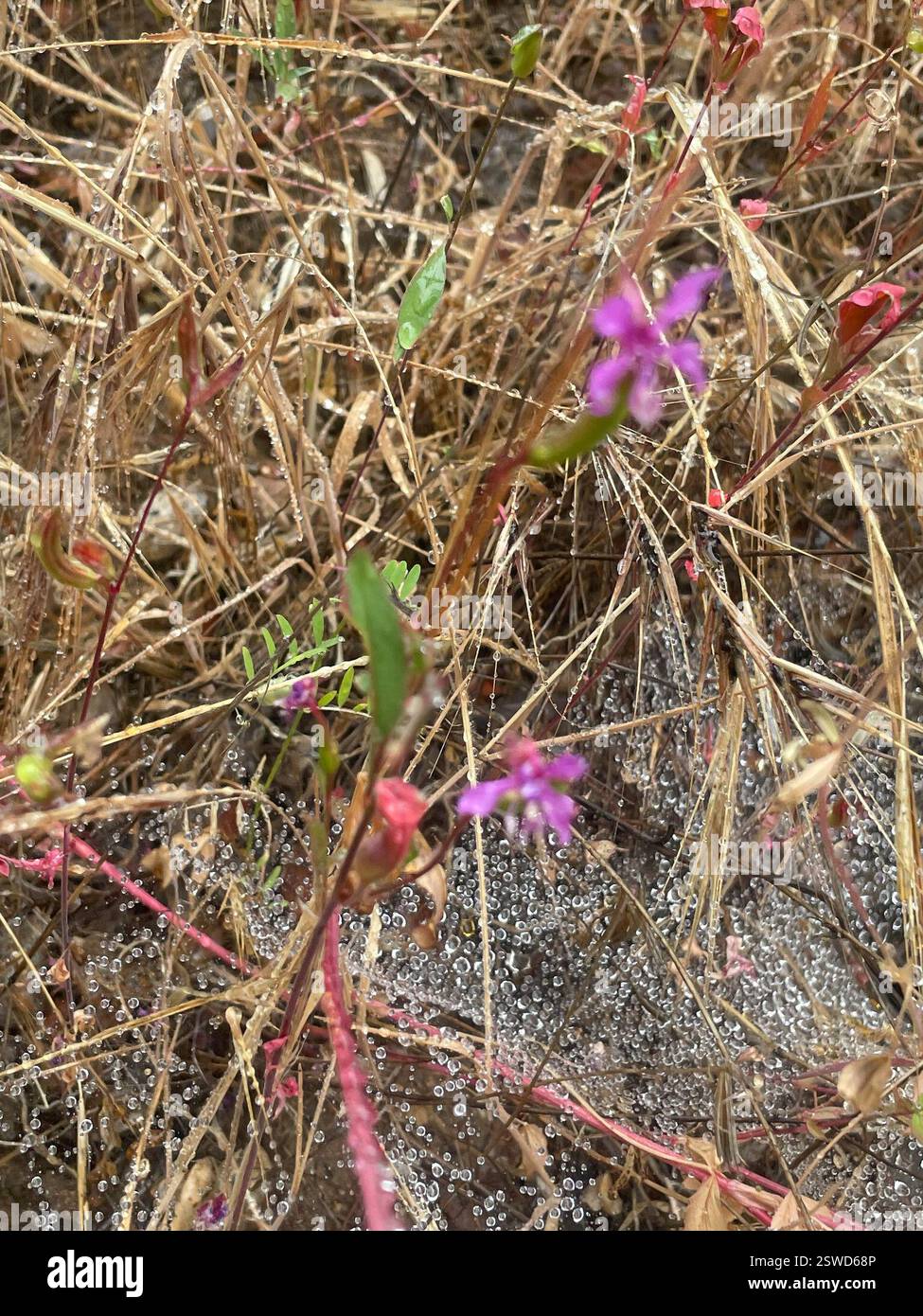diamond clarkia (Clarkia rhomboidea), Plantae, Cleveland National ...