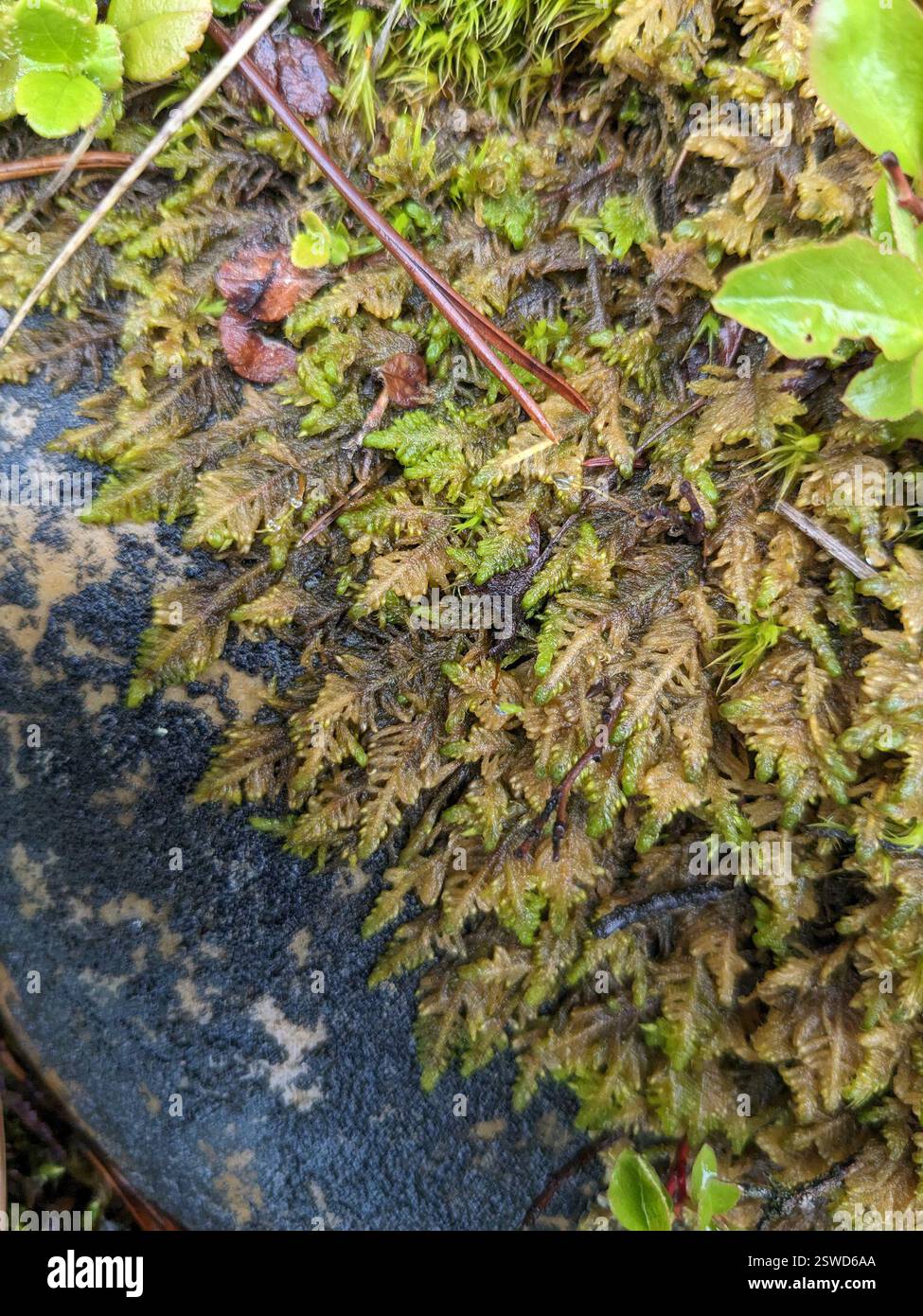 Ostrich-plume Moss (Ptilium crista-castrensis), Plantae, Cypress County ...