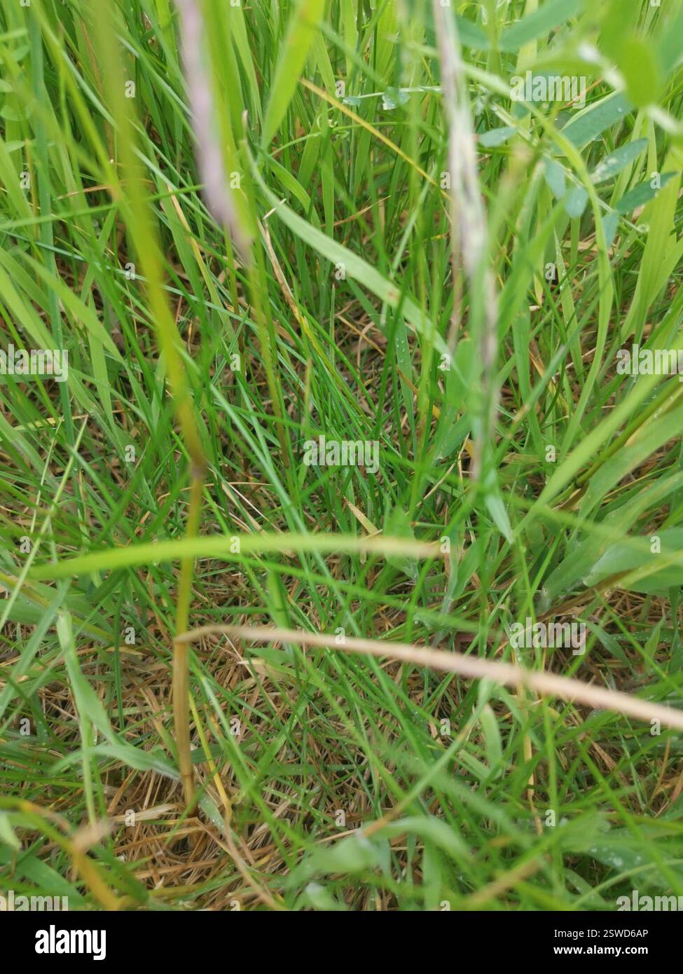 red fescue (Festuca rubra), Plantae, The Old Brickworks, Tanfield Lea ...