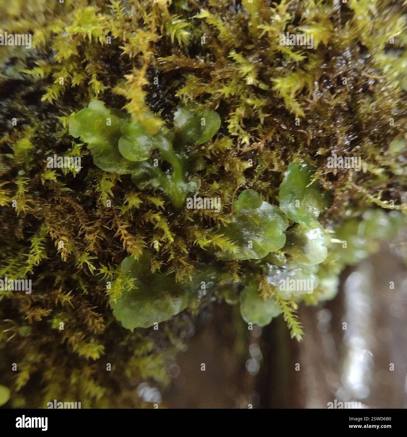 common pellia (Pellia epiphylla), Plantae, Oliwa, Gdańsk, Polska ...