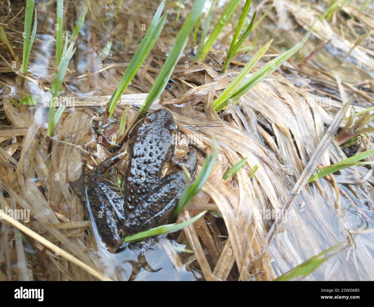 Cascades Frog (Rana cascadae), Amphibia, Oregon, US Stock Photo - Alamy
