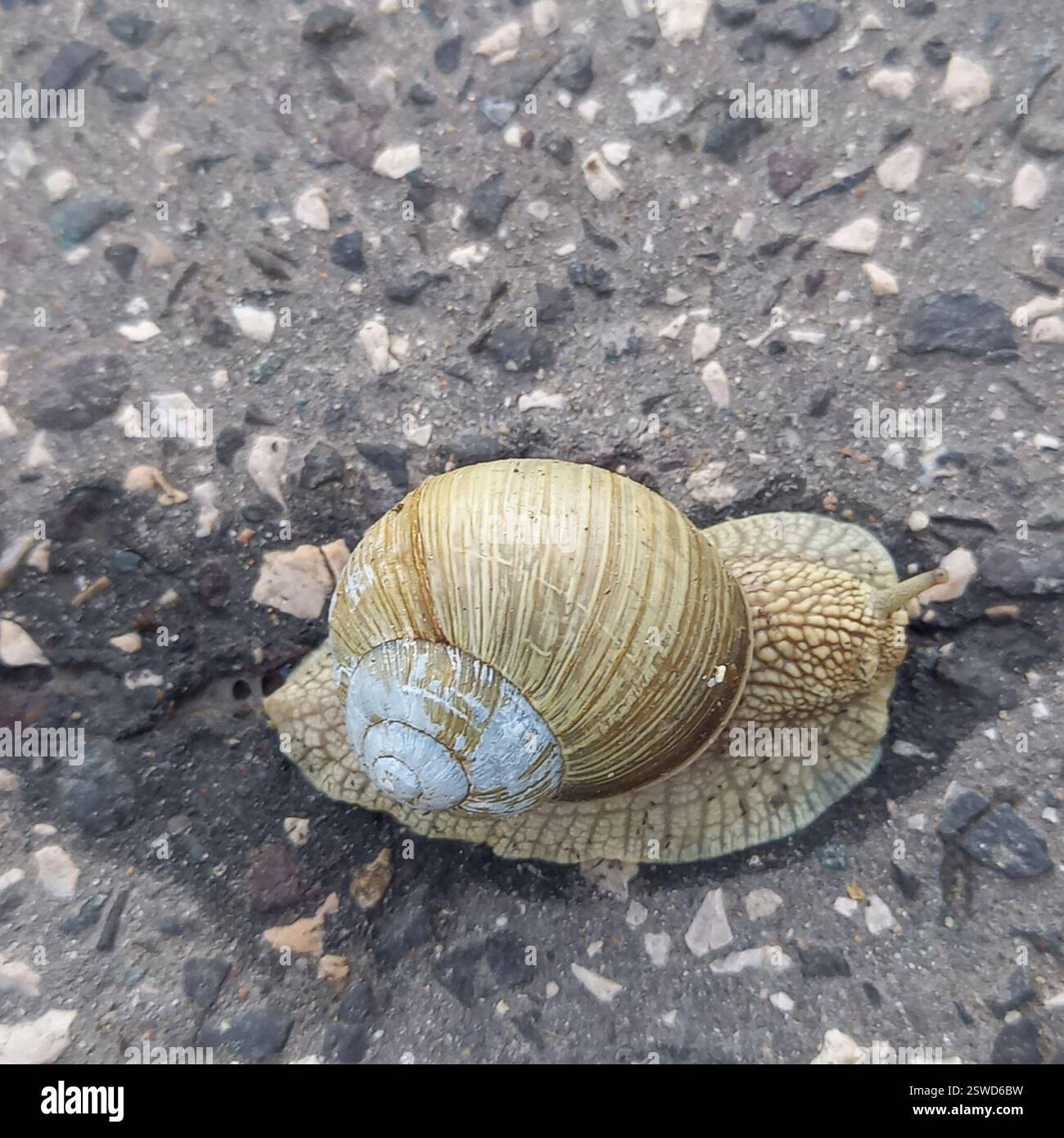 Roman Snail (Helix pomatia), Mollusca, Vajnorský potok, 831 06 ...
