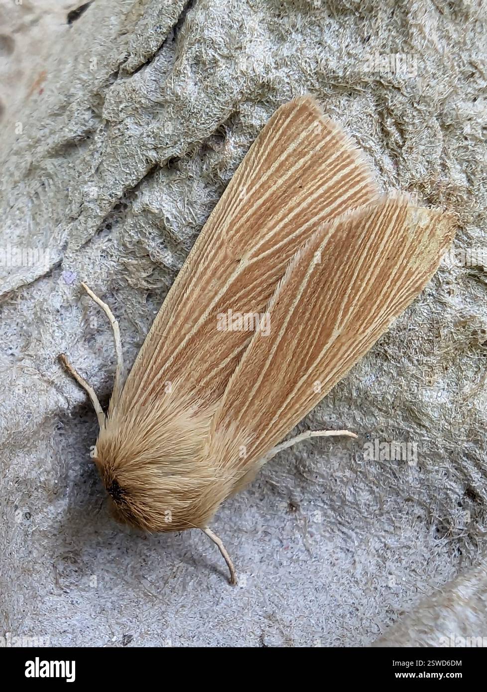 Common Wainscot (Mythimna pallens), Insecta, Lingwood, Norwich NR13 4ET ...