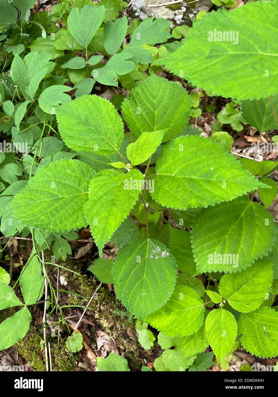 wood nettle (Laportea canadensis), Plantae, Susquehanna, Pennsylvania ...