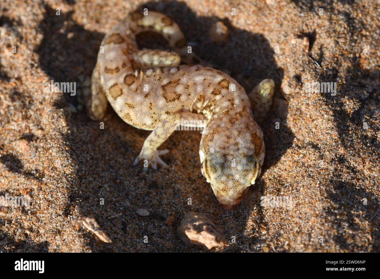 Northern Elegant Gecko (Stenodactylus mauritanicus), Reptilia, Laâyoune ...