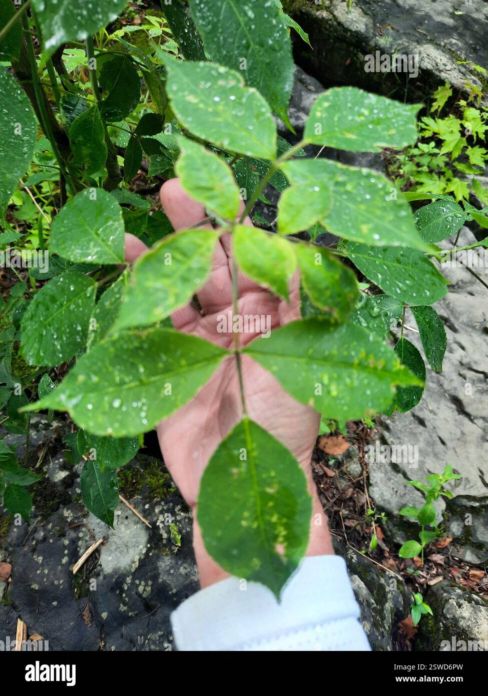American bladdernut (Staphylea trifolia), Plantae, Jamesville, NY 13078 ...