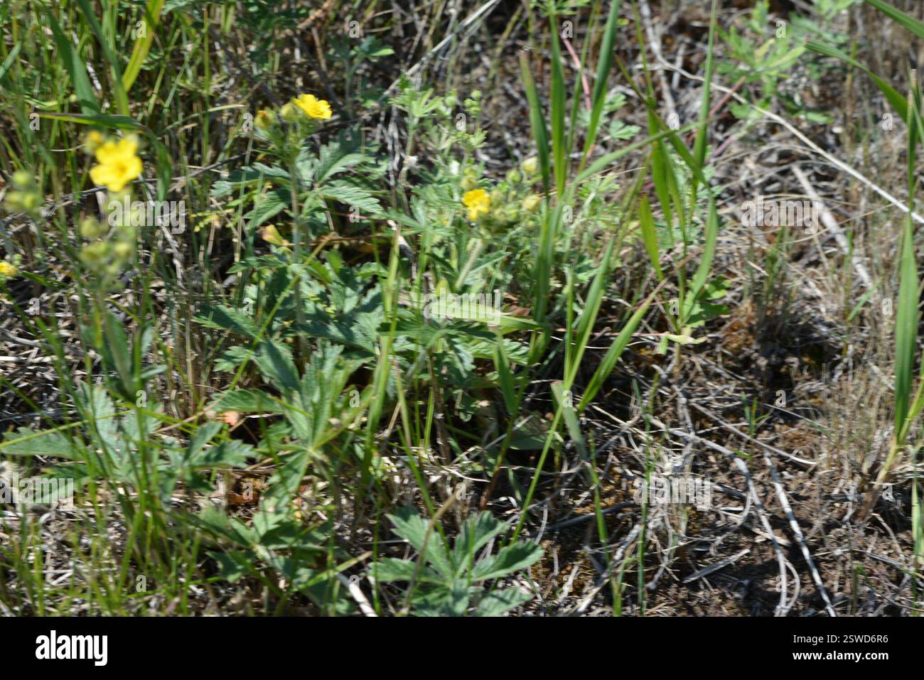 slender cinquefoil (Potentilla gracilis), Plantae, Copper Mtn Willis ...