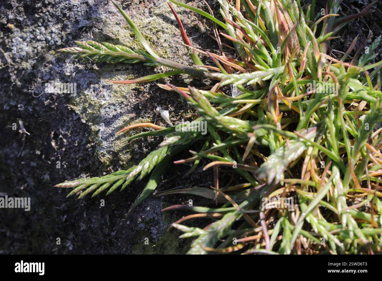 Sea Fern-grass (Catapodium marinum), Plantae, New Brighton Marine Lake ...