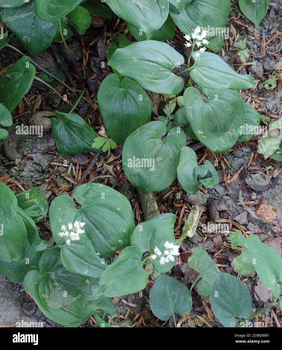 May Lily (Maianthemum bifolium), Plantae, Chwarzno-Wiczlino, Gdynia ...