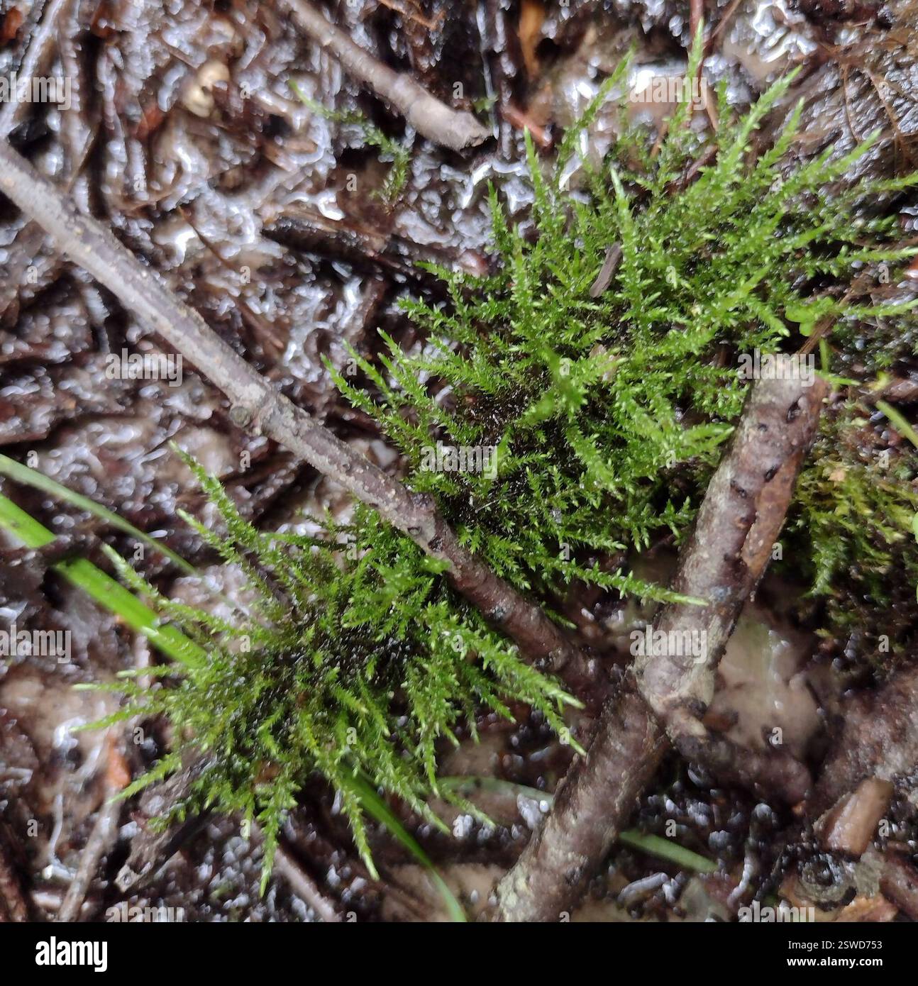 fern-leaved hook-moss (Cratoneuron filicinum), Plantae, Rumia, Polska ...