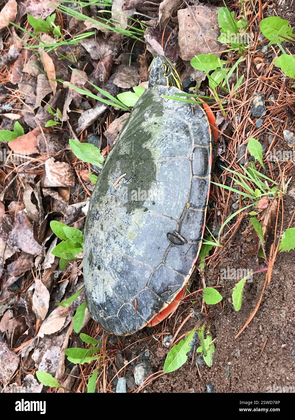 Western Painted Turtle (Chrysemys picta bellii), Reptilia, Tomahawk Rd ...