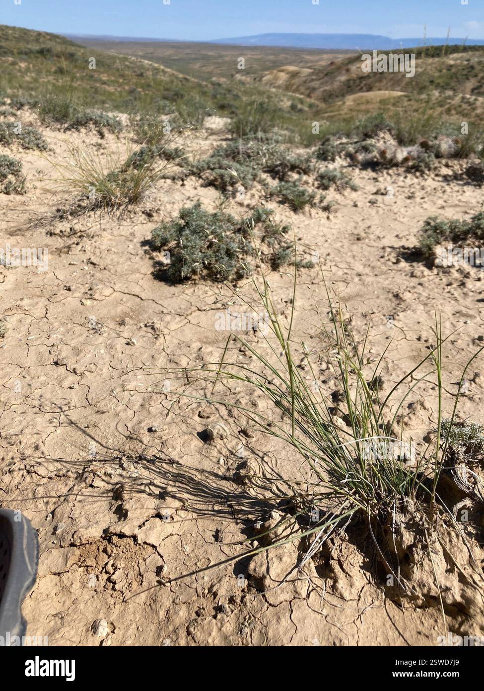 Sand Ricegrass (Eriocoma hymenoides), Plantae, Greybull, WY, US Stock ...