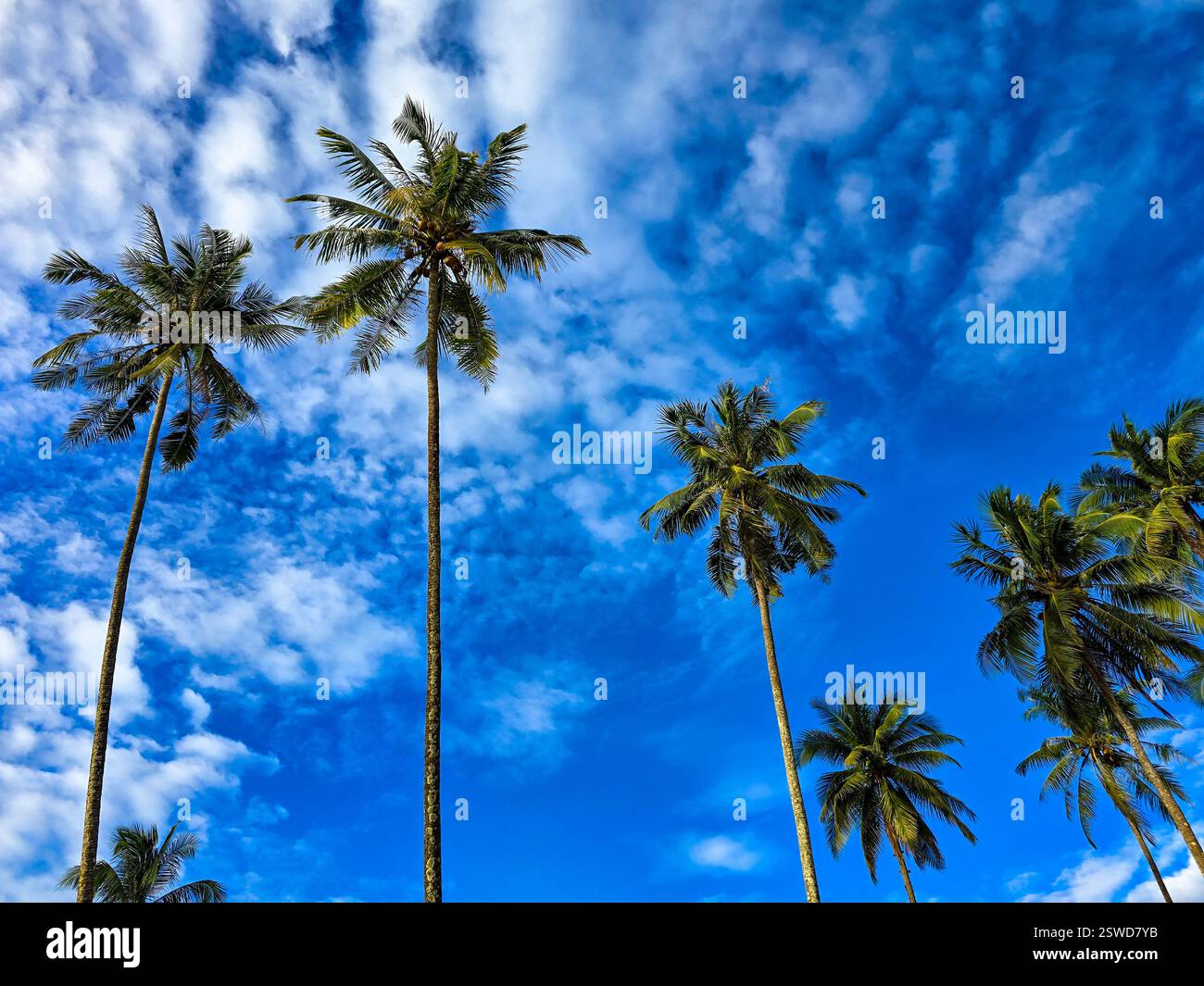 Tall palm trees reach upwards against a brilliant blue sky, dotted with ...