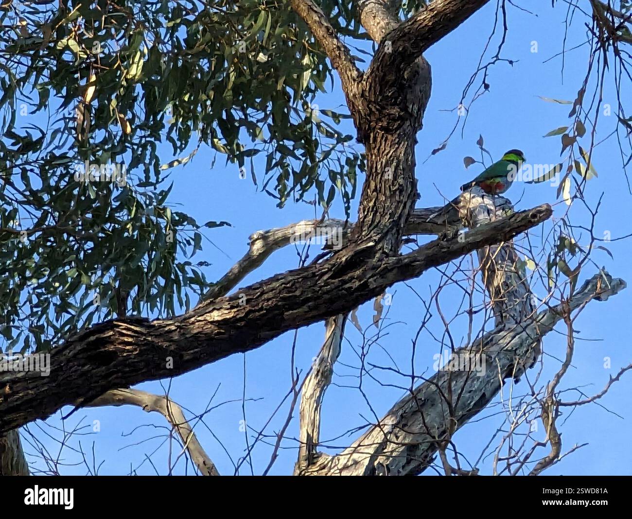 Red-capped Parrot (Purpureicephalus spurius), Aves, Western Australia ...