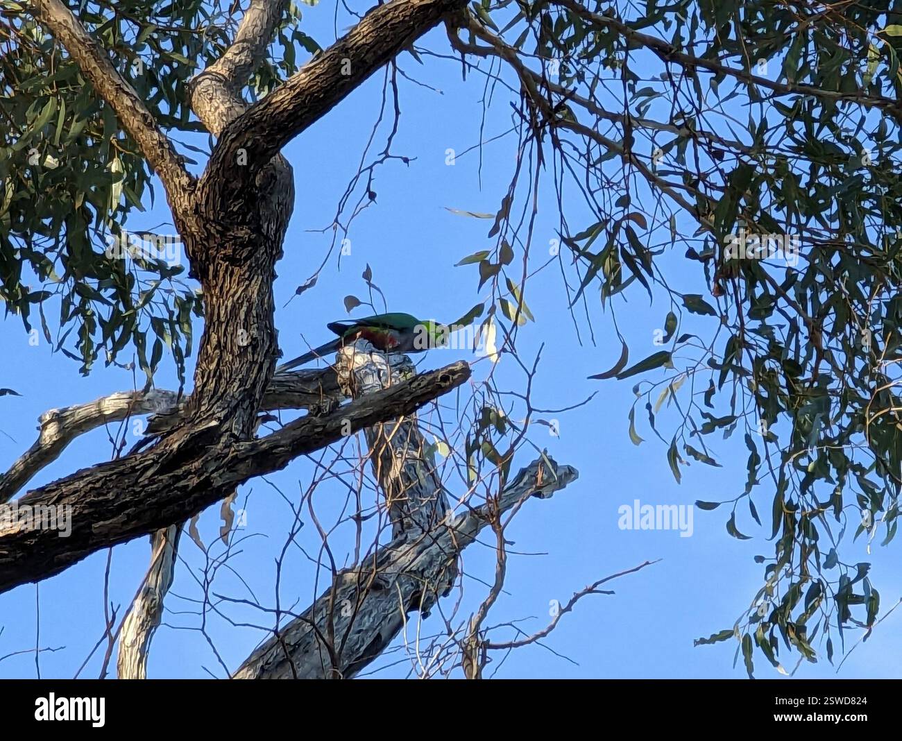 Red-capped Parrot (Purpureicephalus spurius), Aves, Western Australia ...