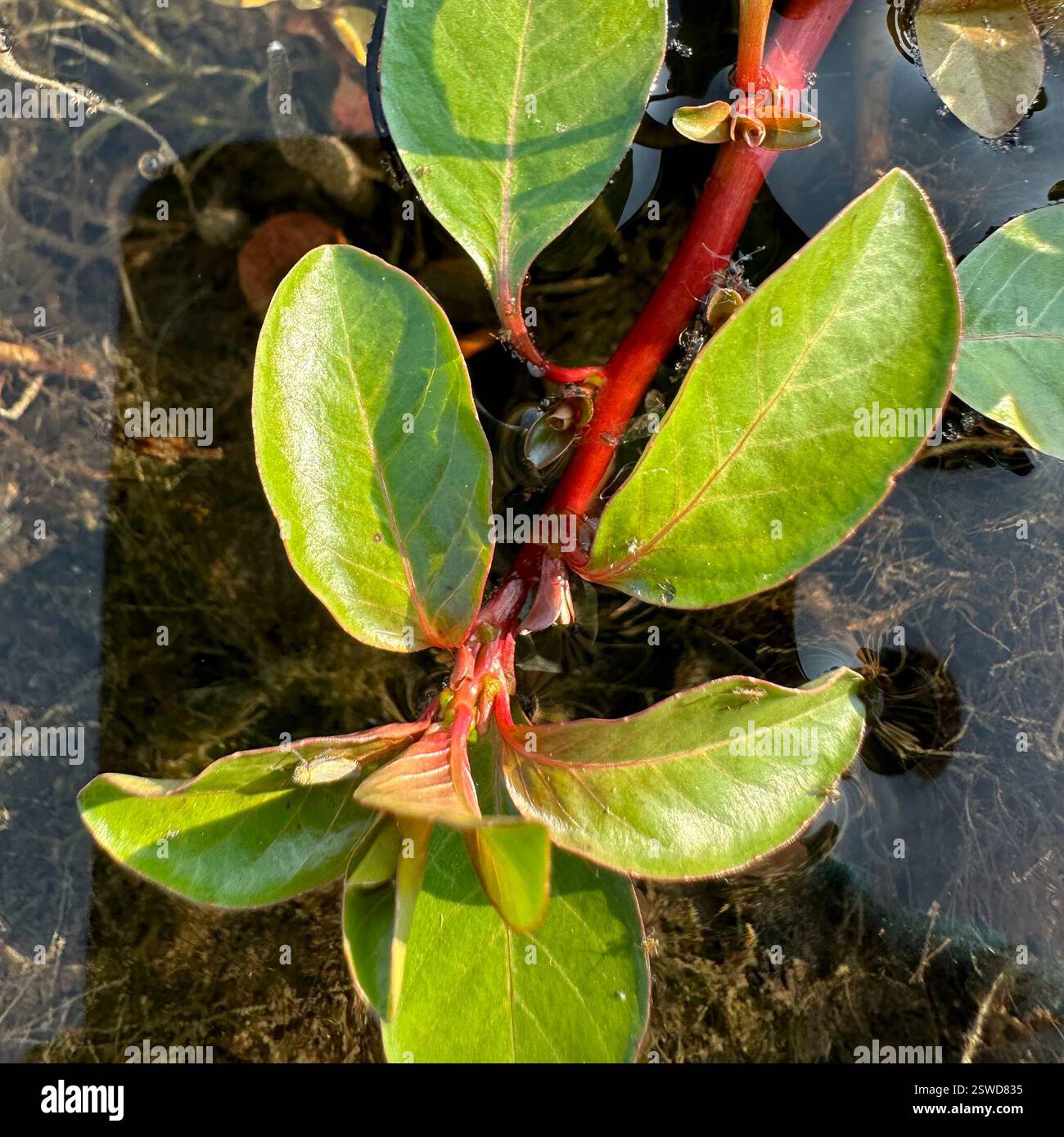 floating primrose-willow (Ludwigia peploides), Plantae, Kentucky, US ...