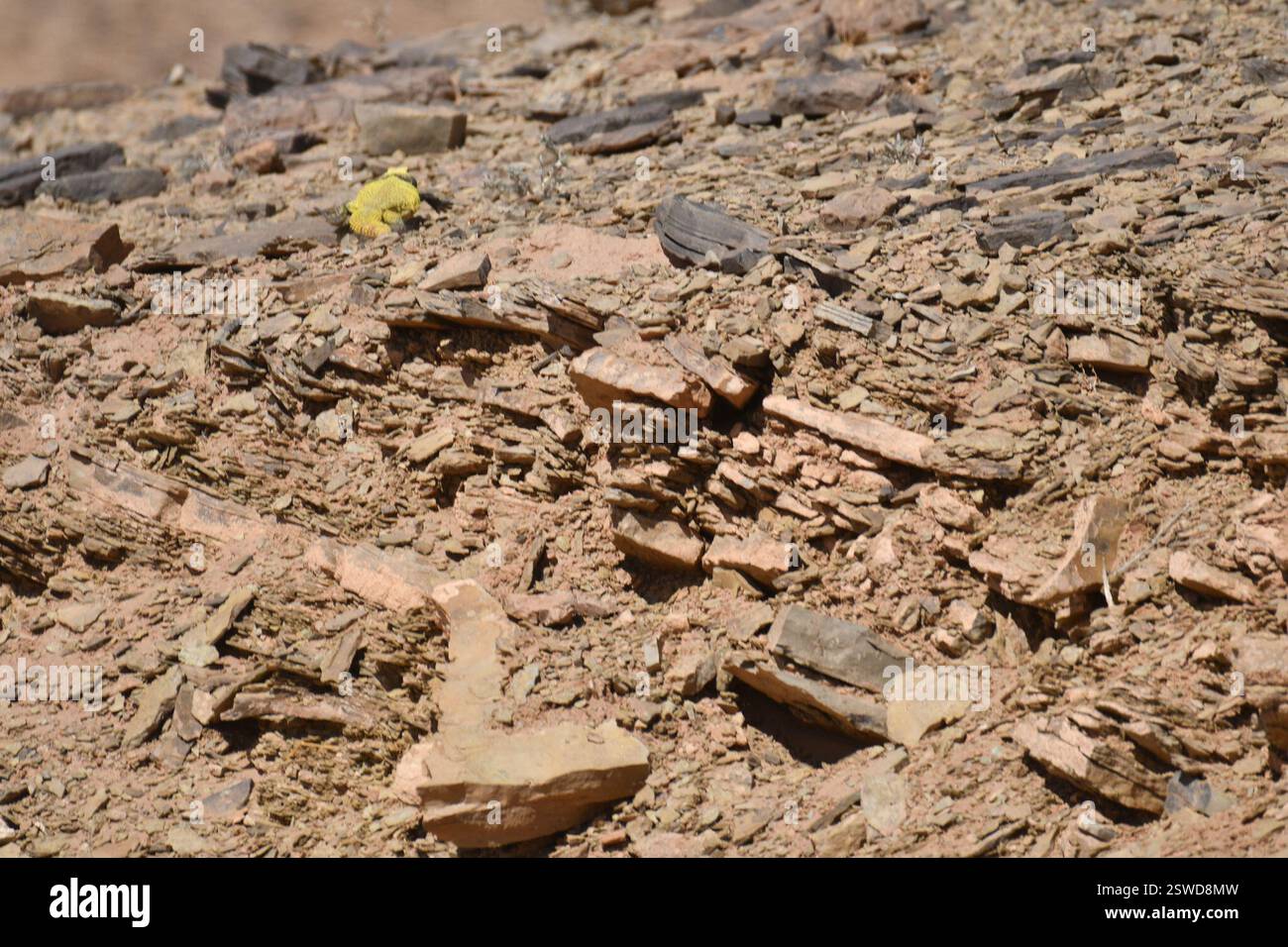 Moroccan Spiny-tailed Lizard (Uromastyx nigriventris), Reptilia, Assa ...