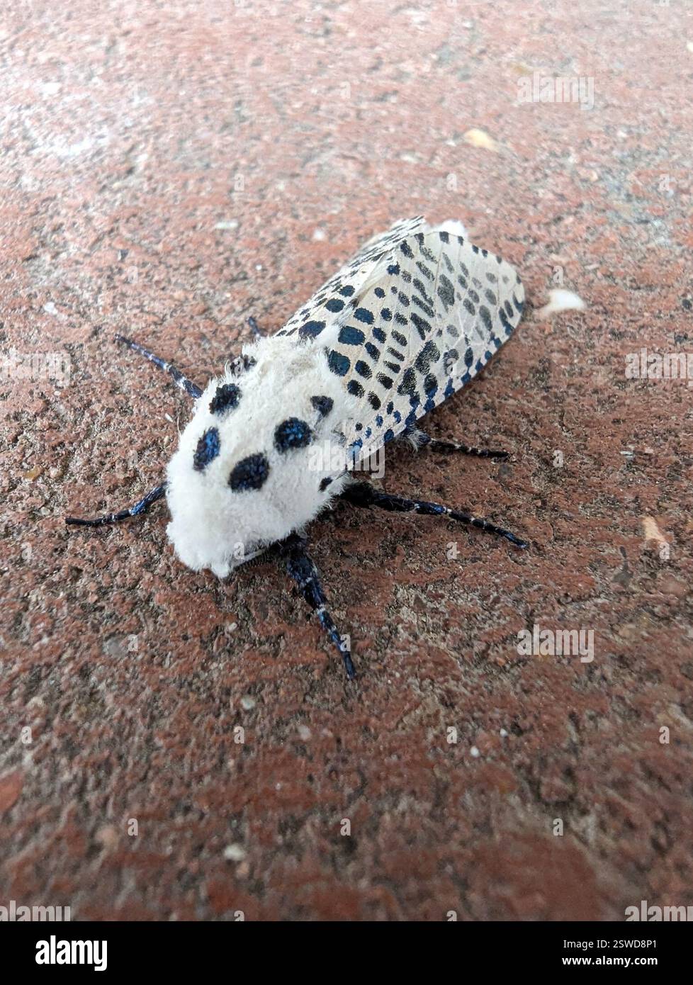 Wood Leopard Moth (Zeuzera pyrina), Insecta, Tesco Superstore, Tidworth ...