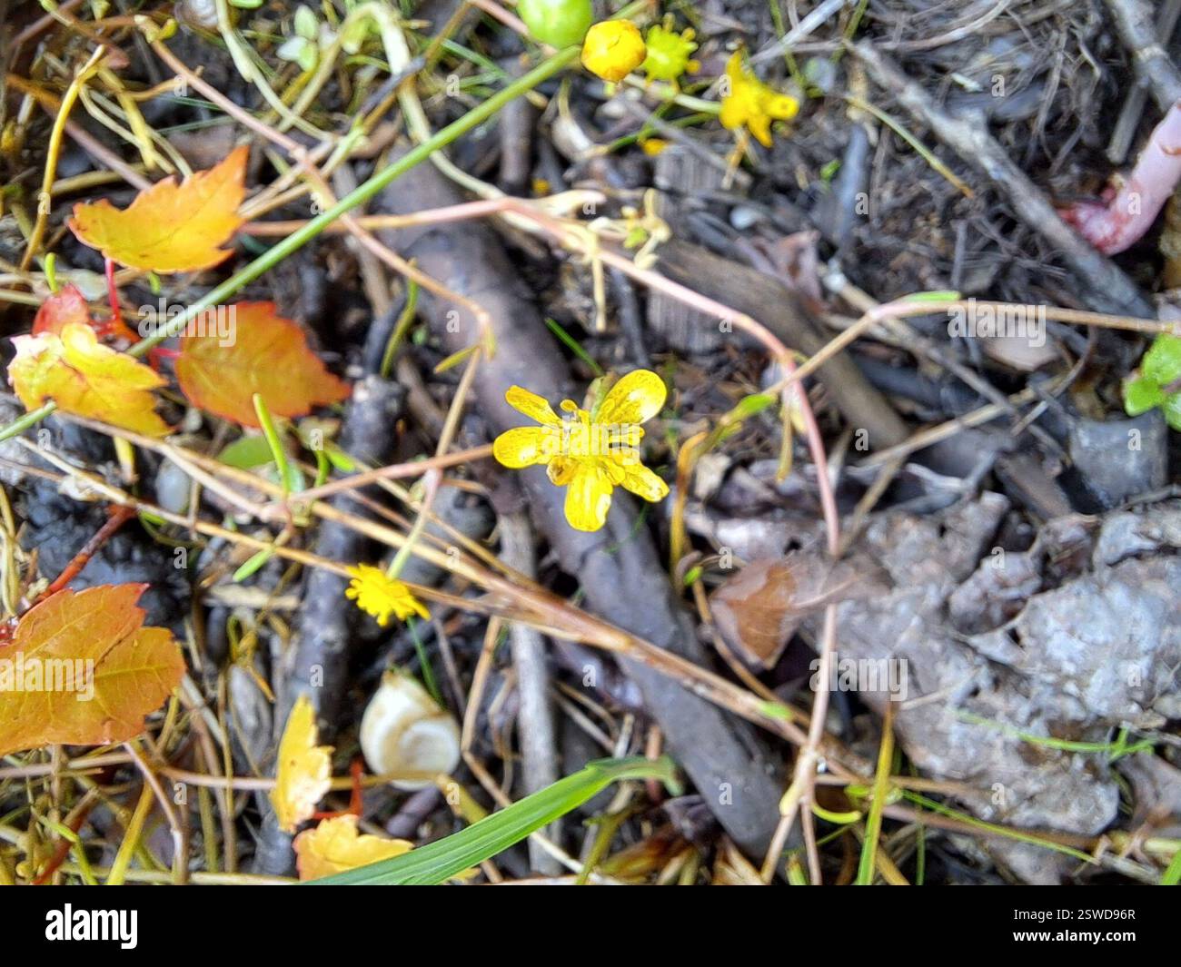 Creeping Spearwort (Ranunculus reptans), Plantae, Lake Huron, CA-ON, CA ...
