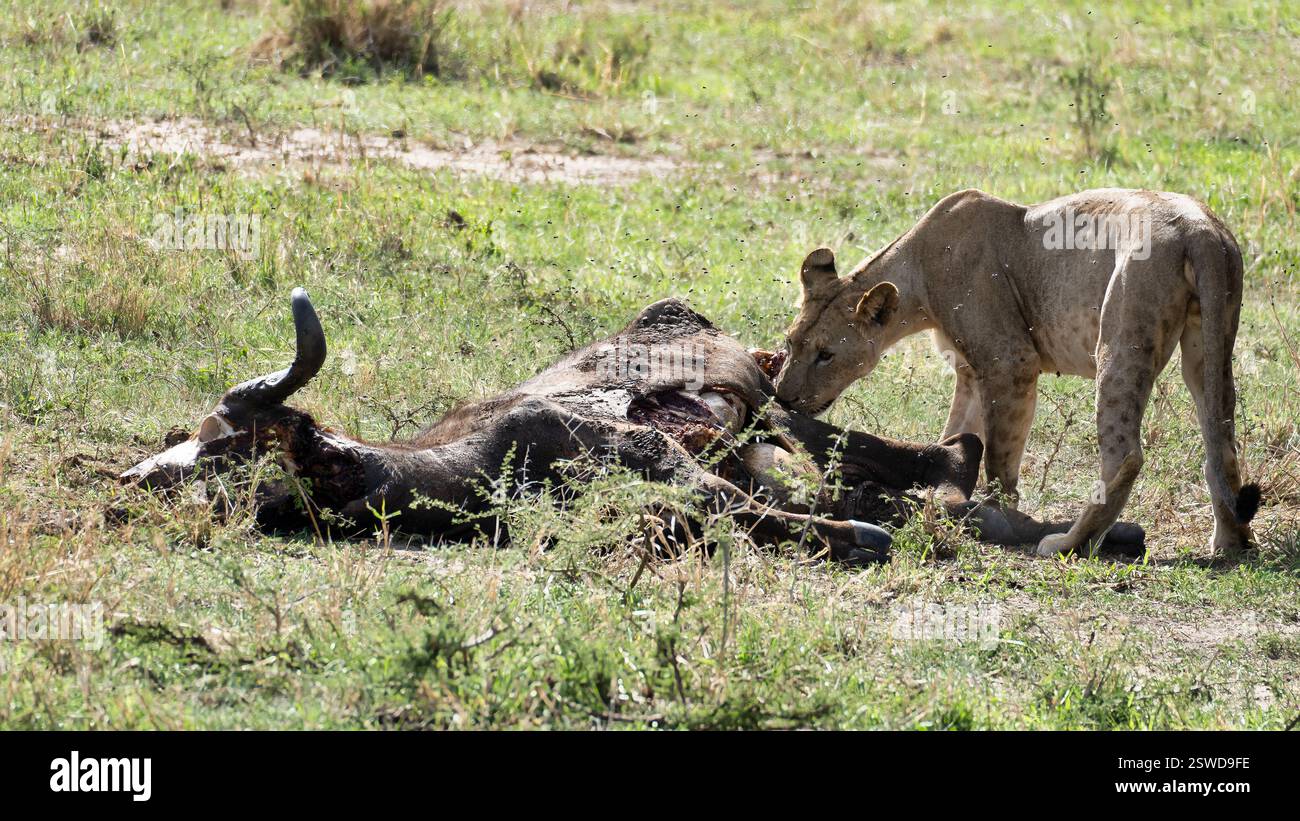 A lioness slowly approaches the remains of a recently deceased animal ...